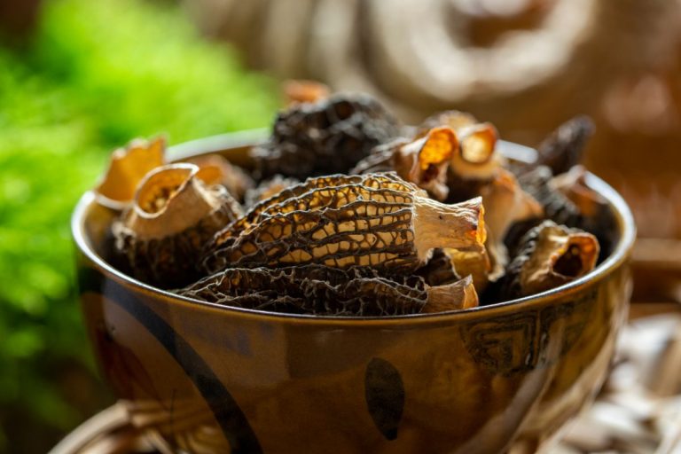 The Benefits Of Dried Morel Mushrooms And How To Dry Them