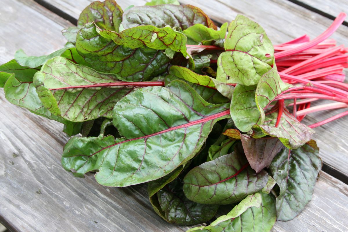 How To Dehydrate Swiss Chard And Make Chard Chips