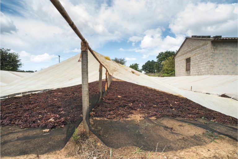 3 Simple Methods Of Dehydrating Grapes For Raisins