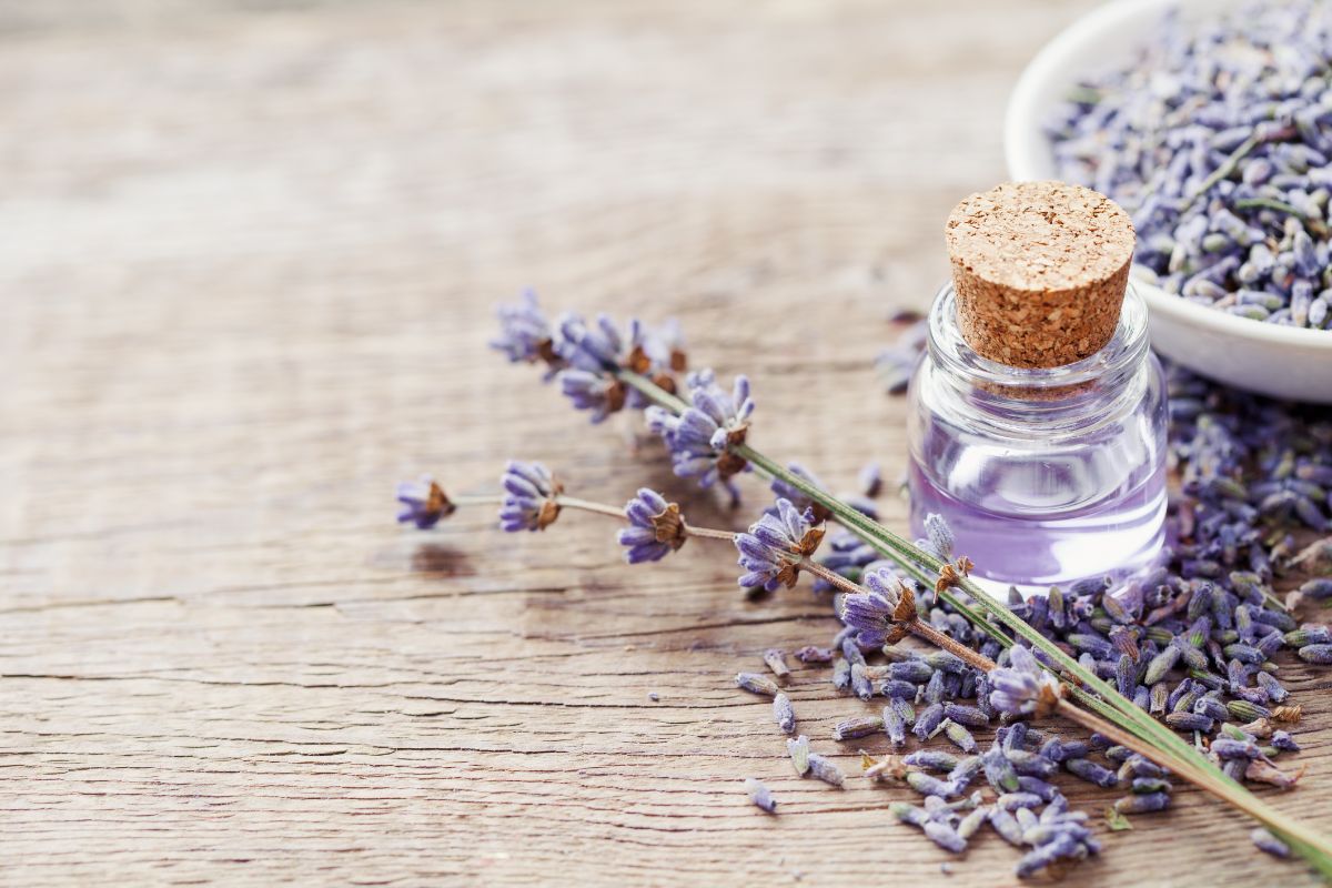 7 Creative Uses For Lavender Leaves: Cooking & Aromatherapy